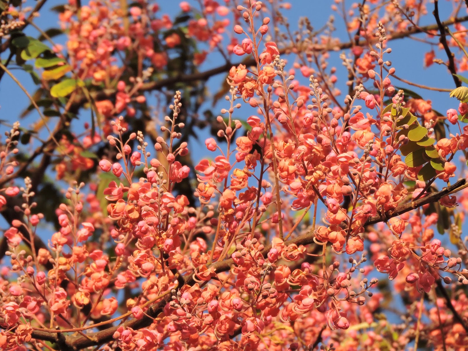 Fabaceae - Leguminosae no Brasil: Fabaceae - Cassia grandis L. f ...