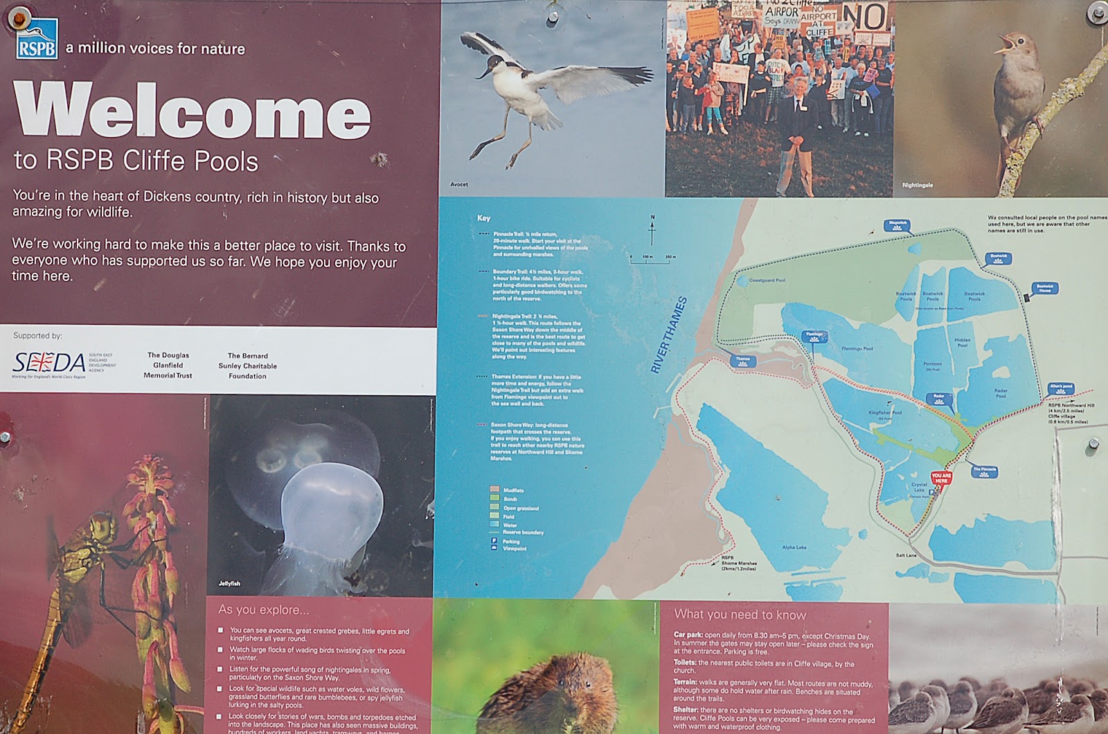 Brian's birding blog: Pectoral Sandpiper at Cliffe Pools