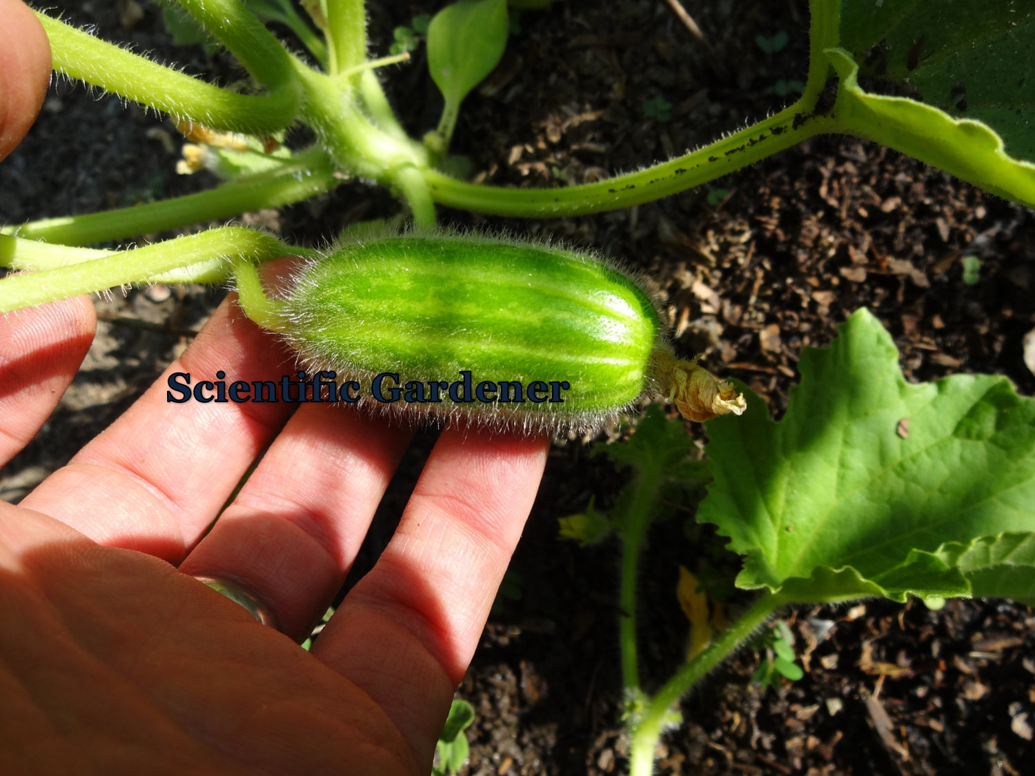 The Scientific Gardener: Caroselli
