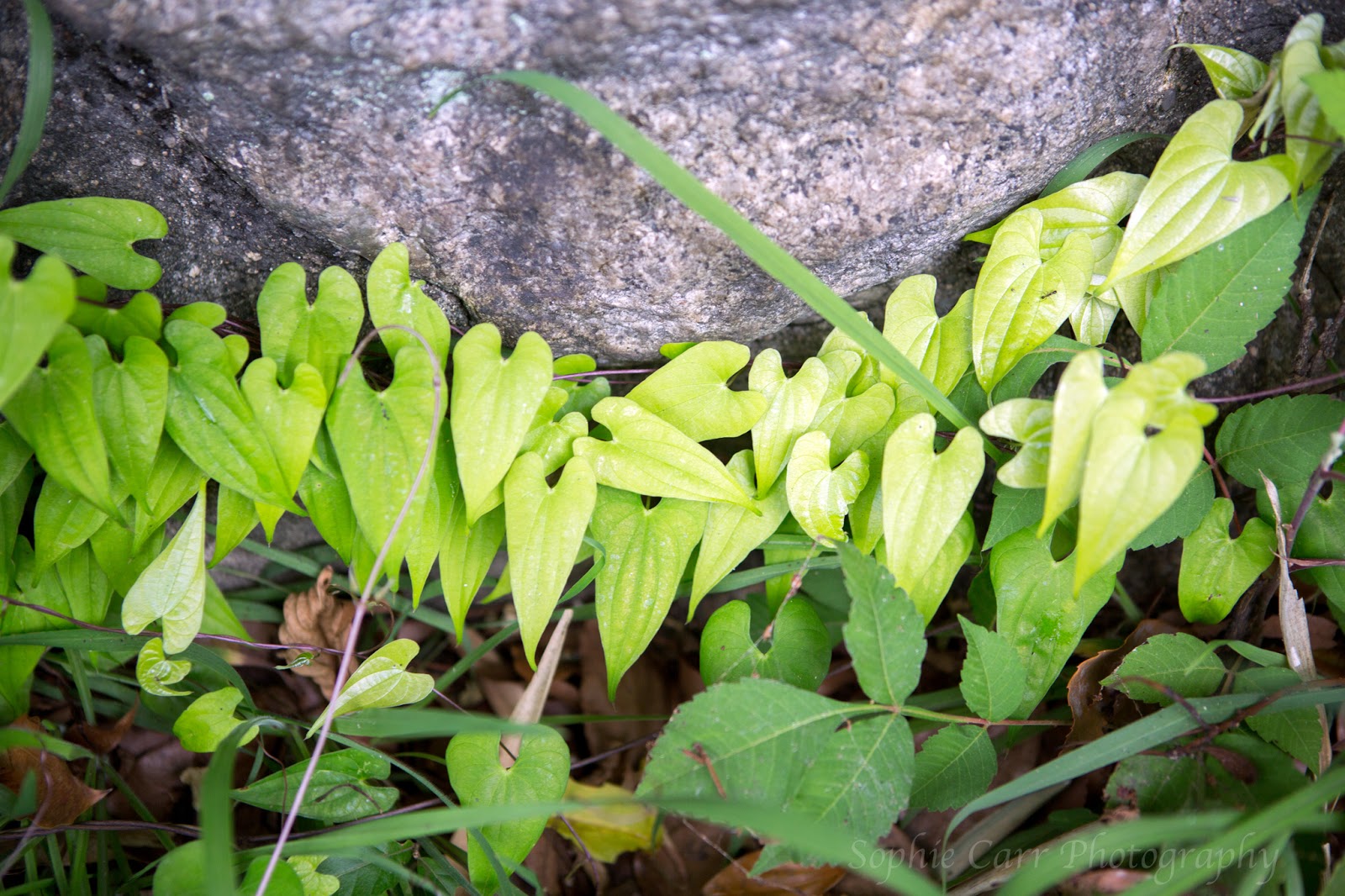 Sophie Carr's Photo Blog: Back to Japan - Day 4: Kyoto - Kinkaku-ji ...