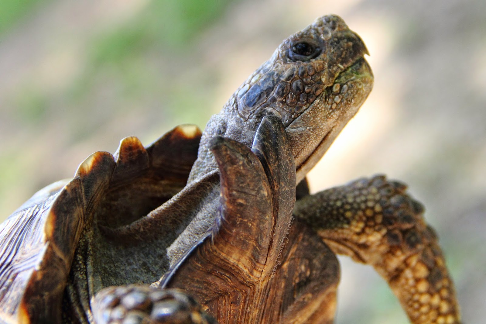 Nature Photography and Facts : Texas Tortoise