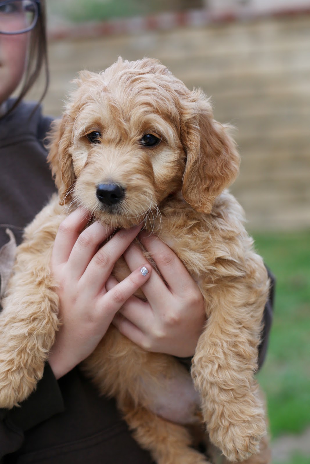 Faithful Doodles: Izzy & Ryder's 8 Week Old F1 English Goldendoodles ...