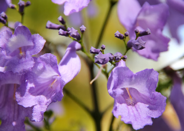 Amusing Michelle: Spring in Brisbane