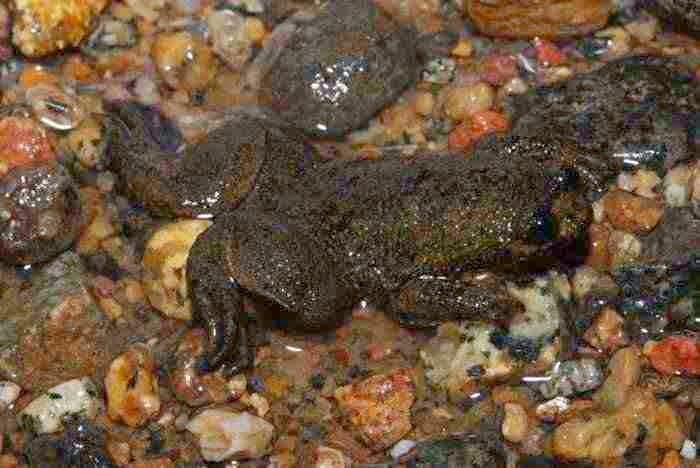 All About knowledge: Katak Kepala Pipih Kalimantan (Barbourula ...