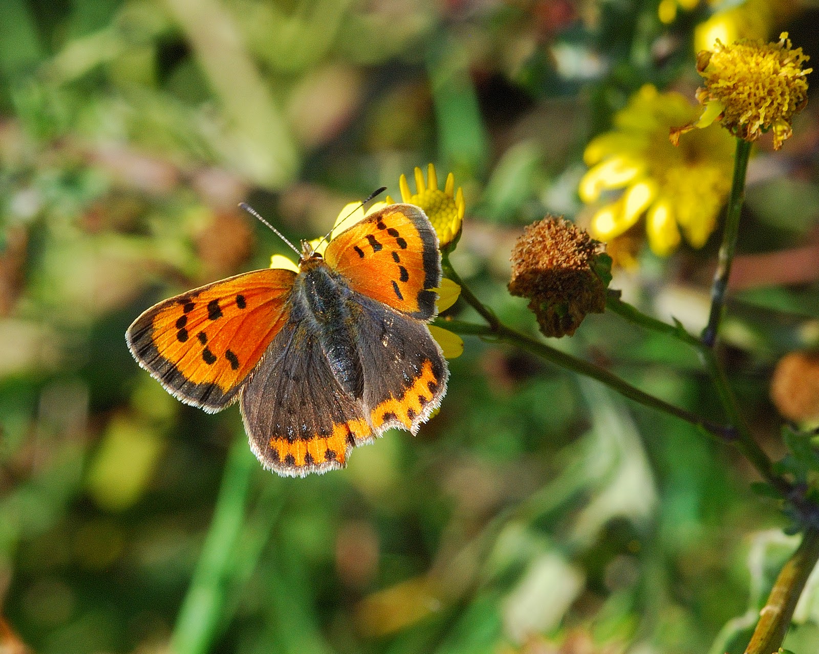 Butterfly Islands: Small Copper