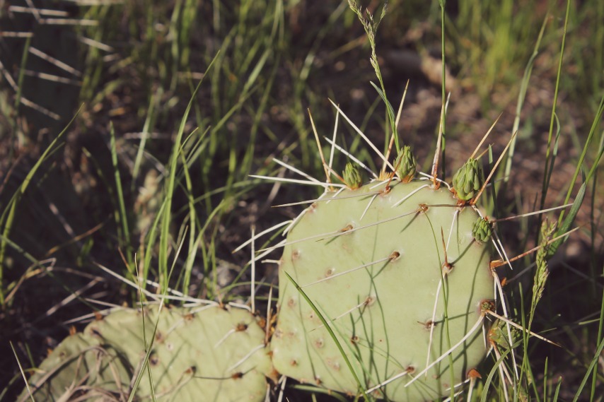 abhaya: Prairie Daze >>