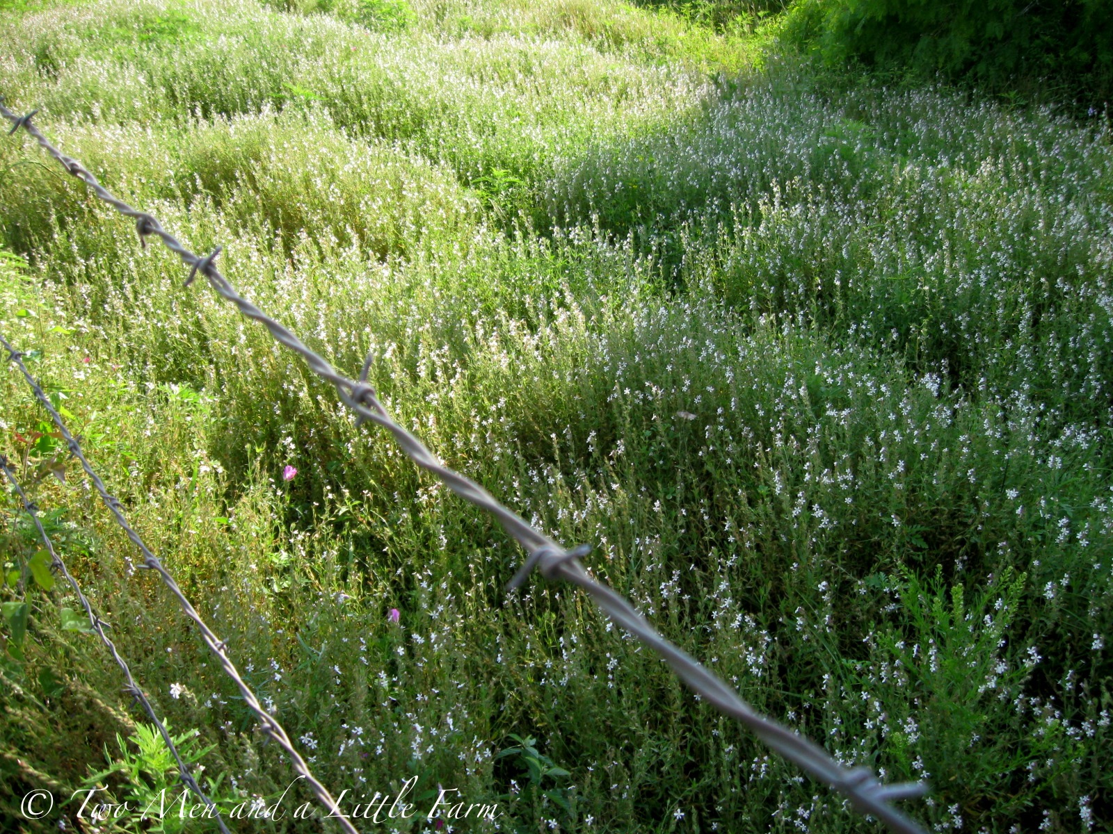 Two Men and a Little Farm: PASTURE OF WHITE FLOWERS