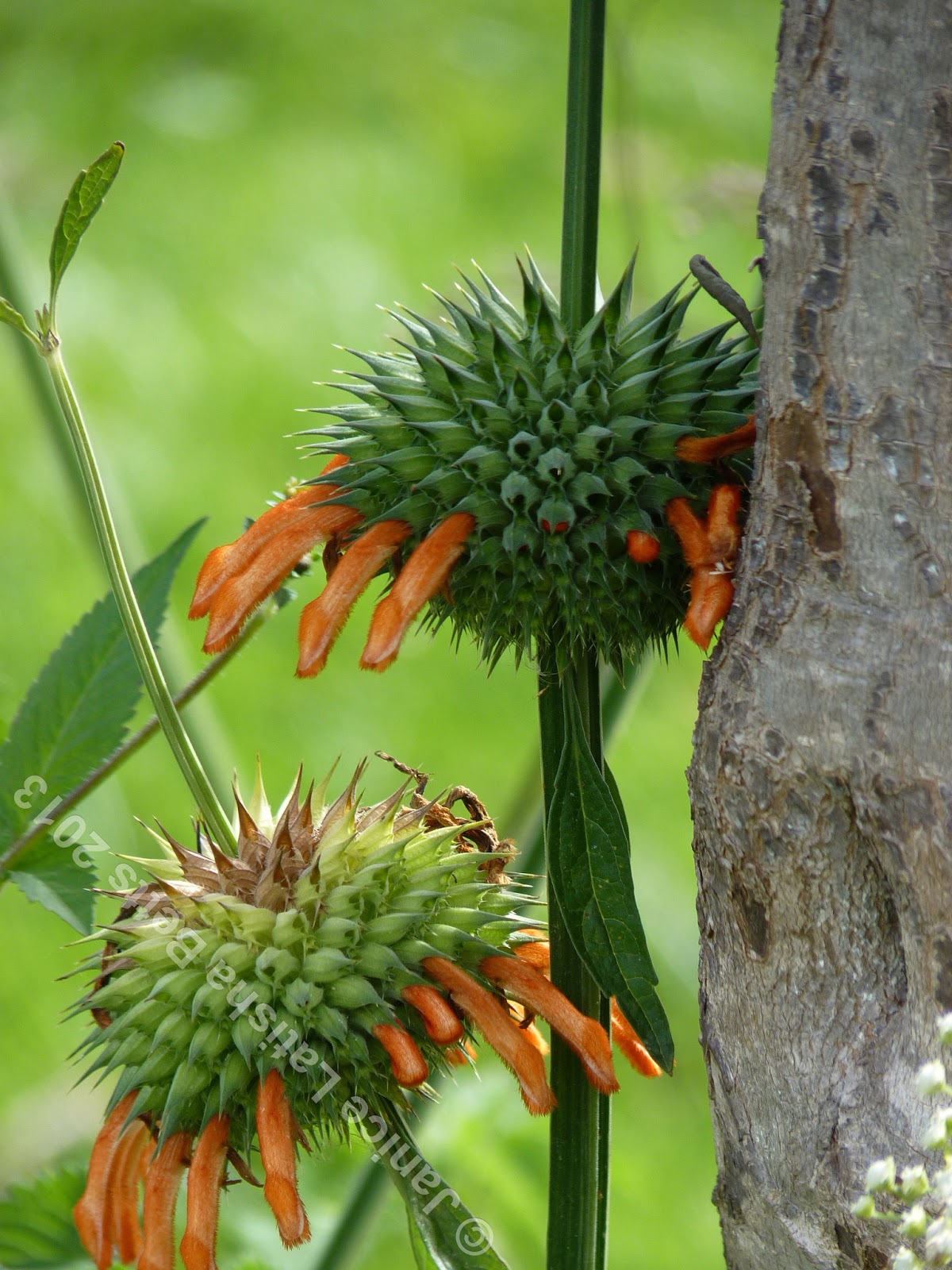 Janice Latisha Betts