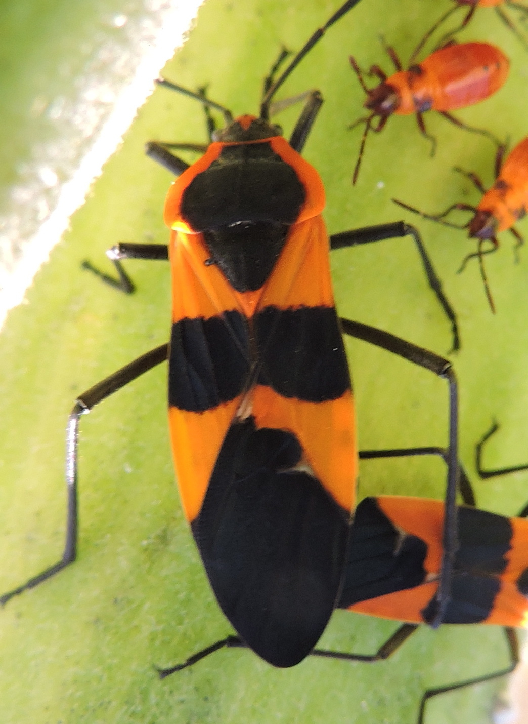 Springfield Plateau: Milkweed Leaf Beetle