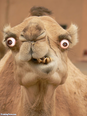 Bailey's Buddy: Happiness is a crazy camel for Hump Day