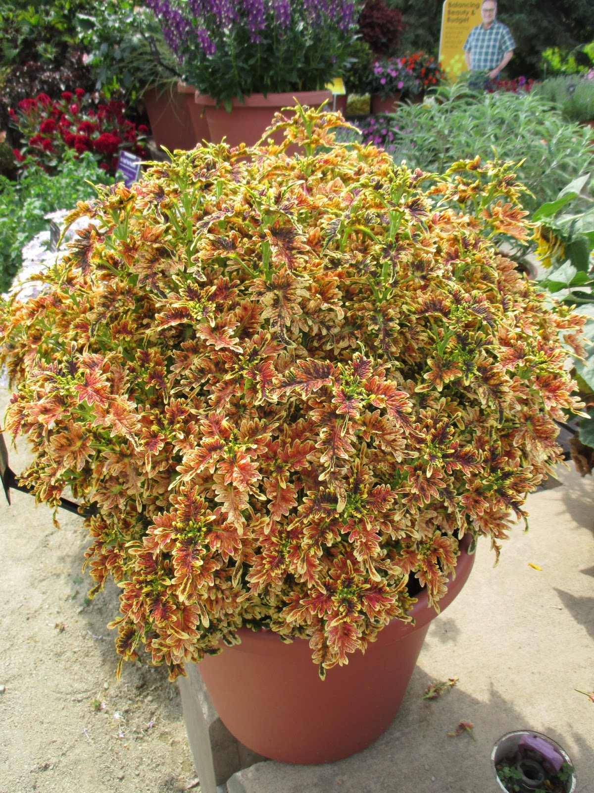 Rotary Botanical Gardens - Hort Blog: New Coleus For Consideration