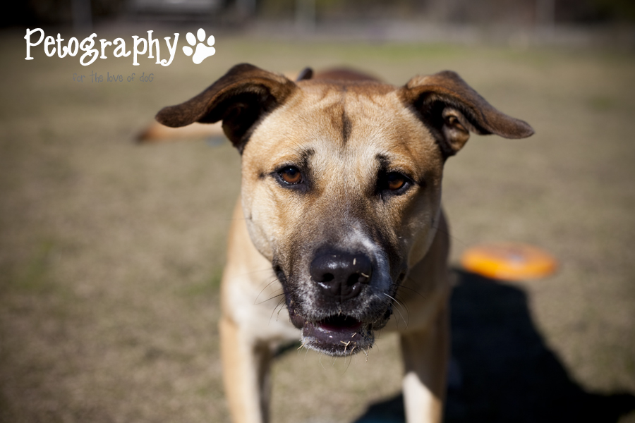 Petography: Adoptables - K9 Dog Rescue Mandurah