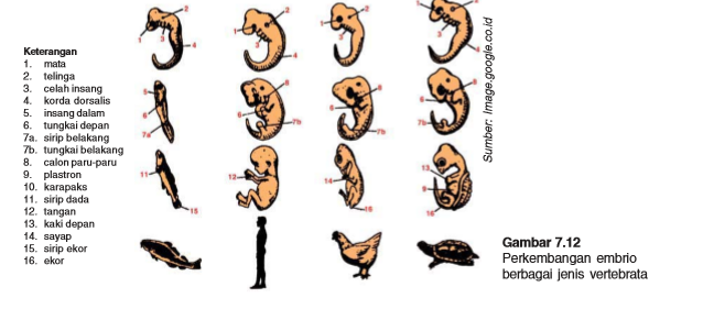 Embriologi Perbandingan - Our Akuntansi