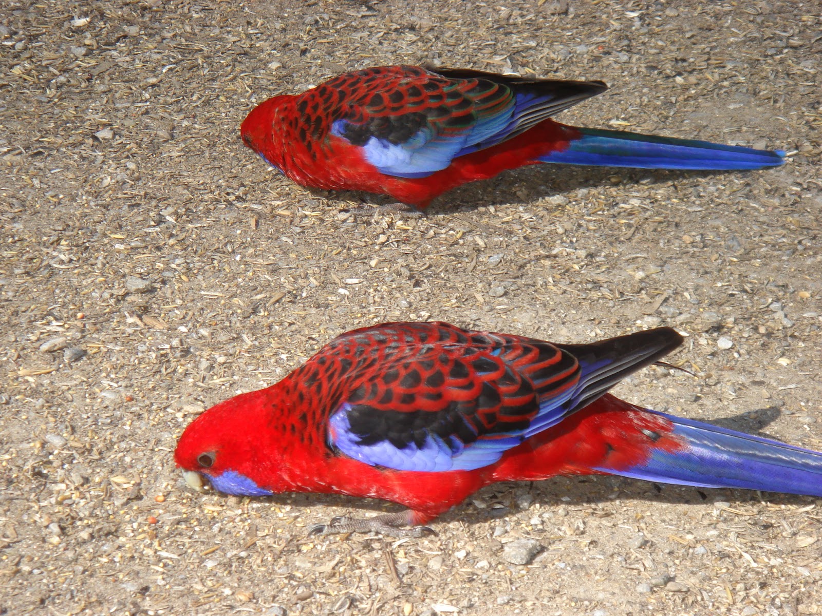 The Australian Rosella - Parrots Belonging to the Eight Species of Rosella