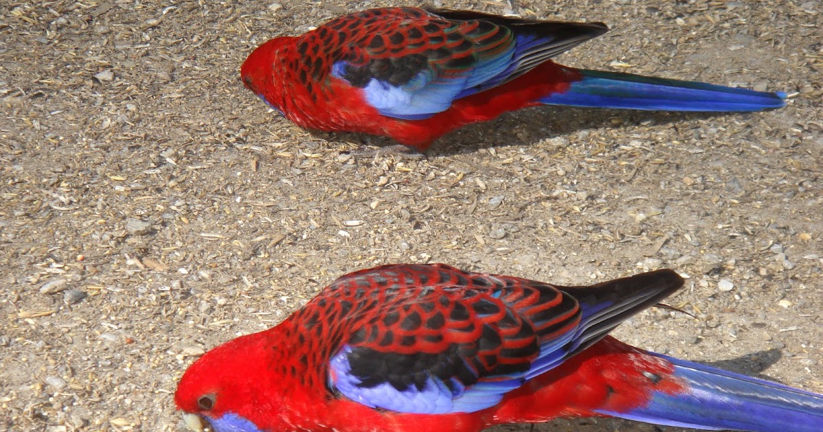 The Australian Rosella - Parrots Belonging to the Eight Species of Rosella