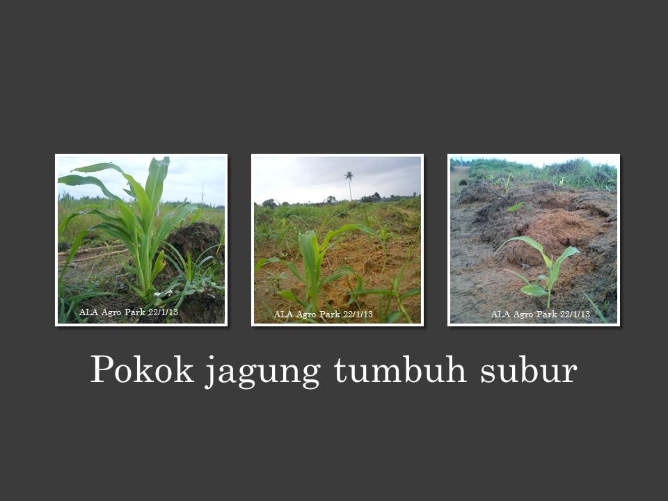 Ladang Ternak Lembu: Lembu Fidlot