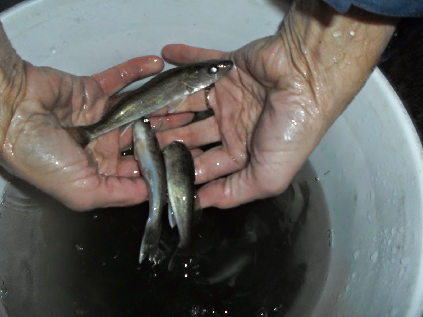 The Adventures of Valparaiso Gal: Friends of Fishing Walleye Stocking