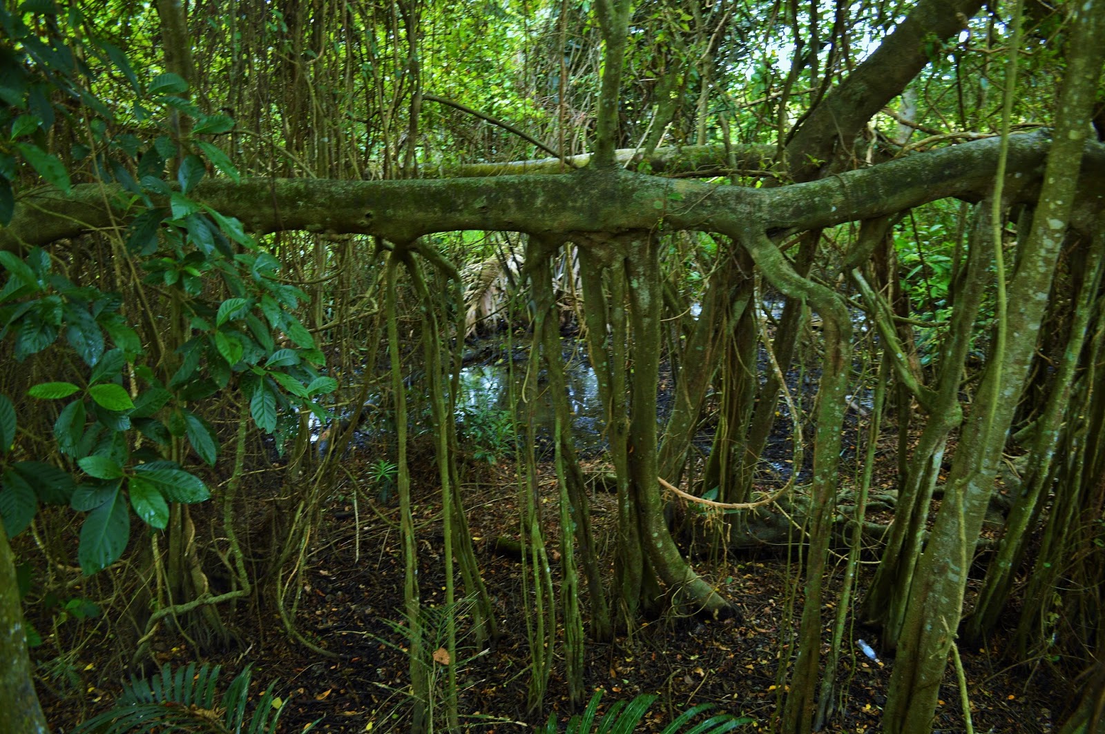 Lifez Like Tat: Hutan Pelajaran Air Hitam Dalam (Air Hitam Dalam ...