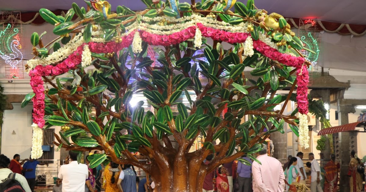 Mylapore Panguni Fest: Punnai Maram vahanam makes its rounds of the ...