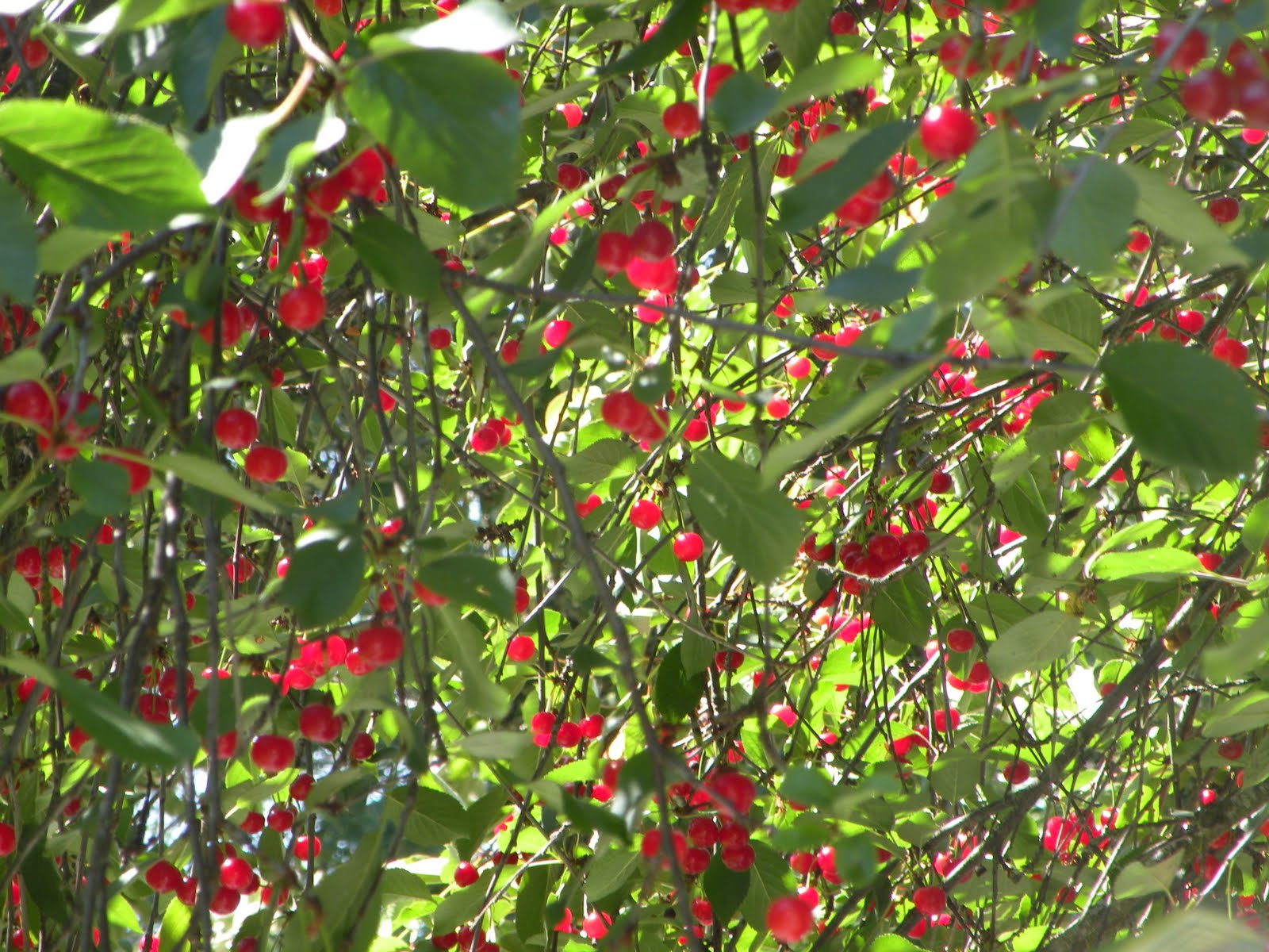 Mis pinitos de cocina: Mermelada de guindas
