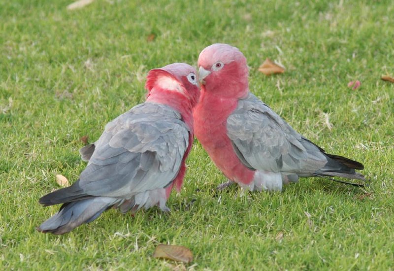 Je suis une passionnée d'animaux ♥: Cacatoès rosalbin