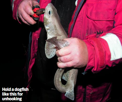 How to Quickly Unhook a Sea Fish