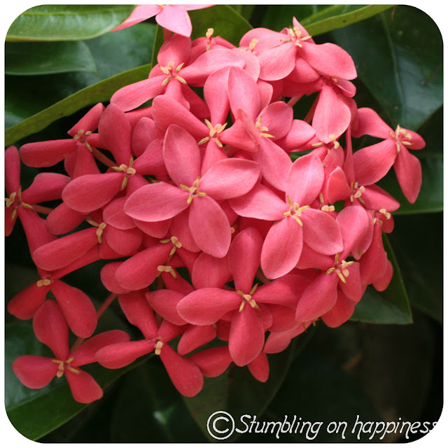 .: the expat files :.: Jamaica - Beautiful Flowers