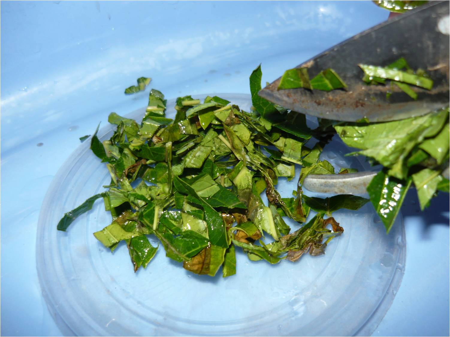 ALTERNATIVA ECOLÓGICA: FUNGICIDA CASERO A BASE DE HOJAS DE PAPAYO ...