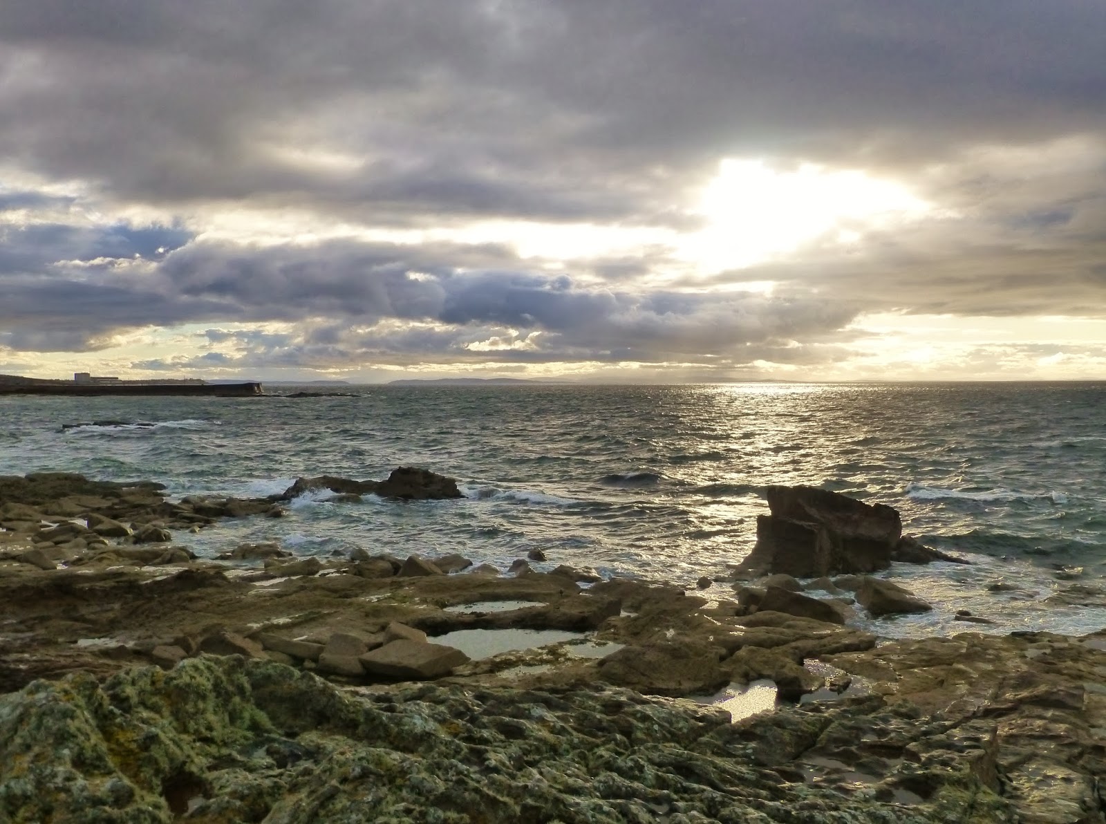 Big Gorse Bush: Summer in Hopeman - 2013