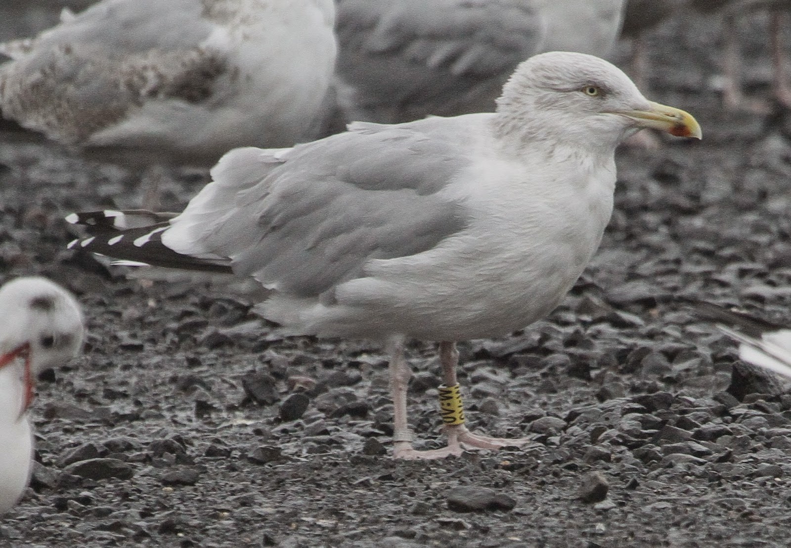 Northern Ireland Black-headed Gull Study: Colour-ringed Herring Gulls