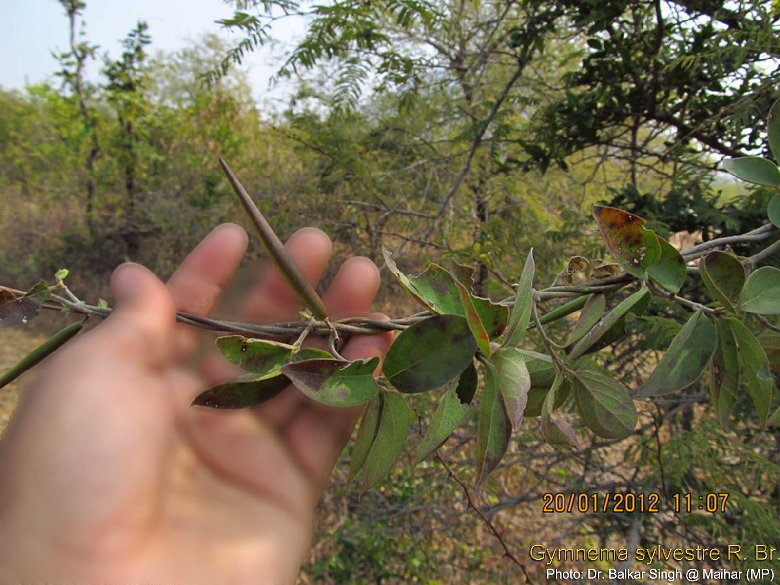 Medicinal Plants: Gymnema sylvestre Gurmar Meshashringi Chakkaraikolli ...
