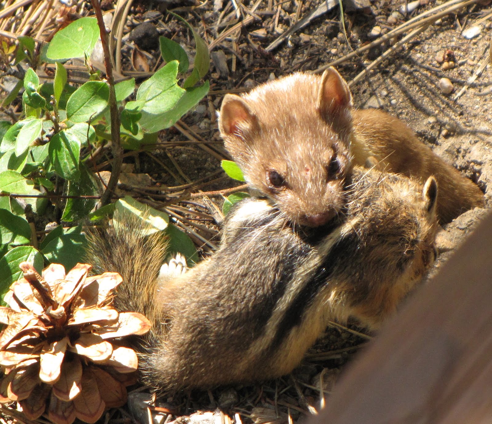 Sense of Misplaced: Nature, red in tooth and claw