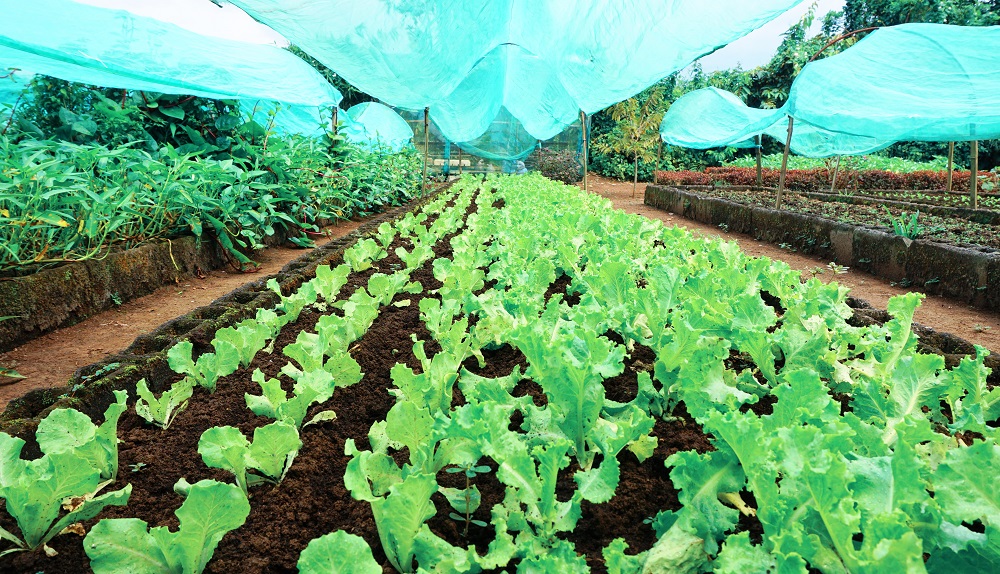 ATI in Bicol: Sonrisa Farm - The Daily Posh | A lifestyle and travel blog.