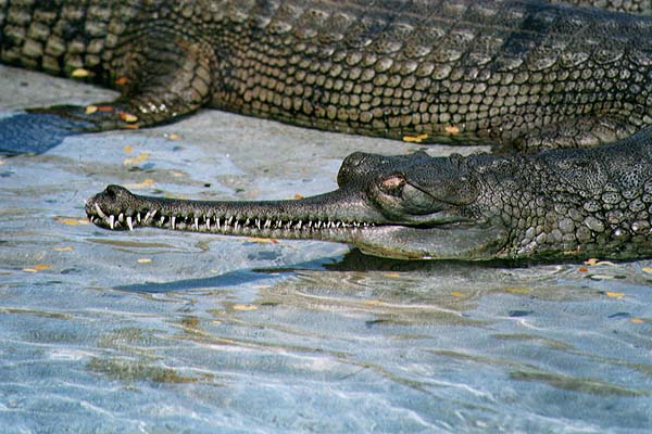 Gharial