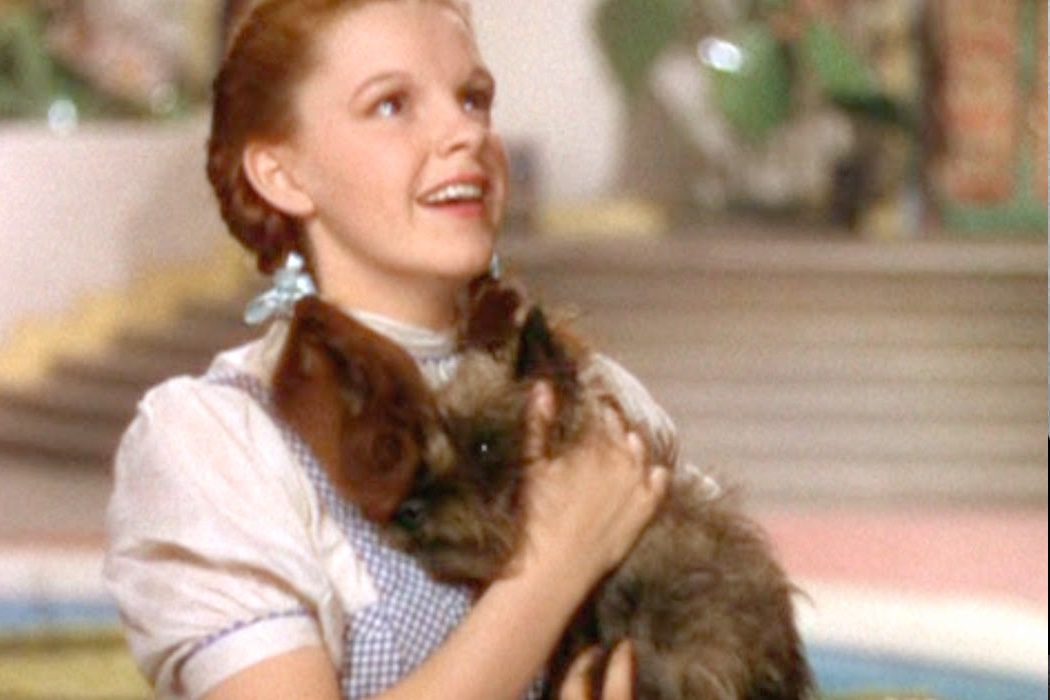 NUNCAJAMAS COCKER: ¿SABES TODO ESTO SOBRE TOTO; EL PERRO DEL MAGO DE OZ?