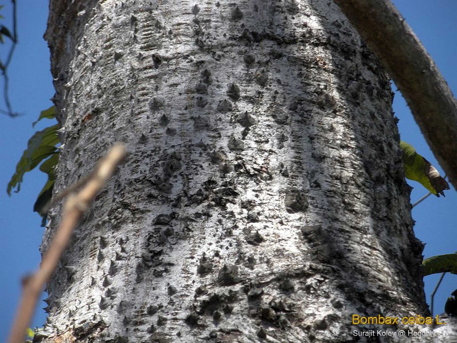 Medicinal Plants: Bombax ceiba Silk_cotton Shalmali Unnamurika ...