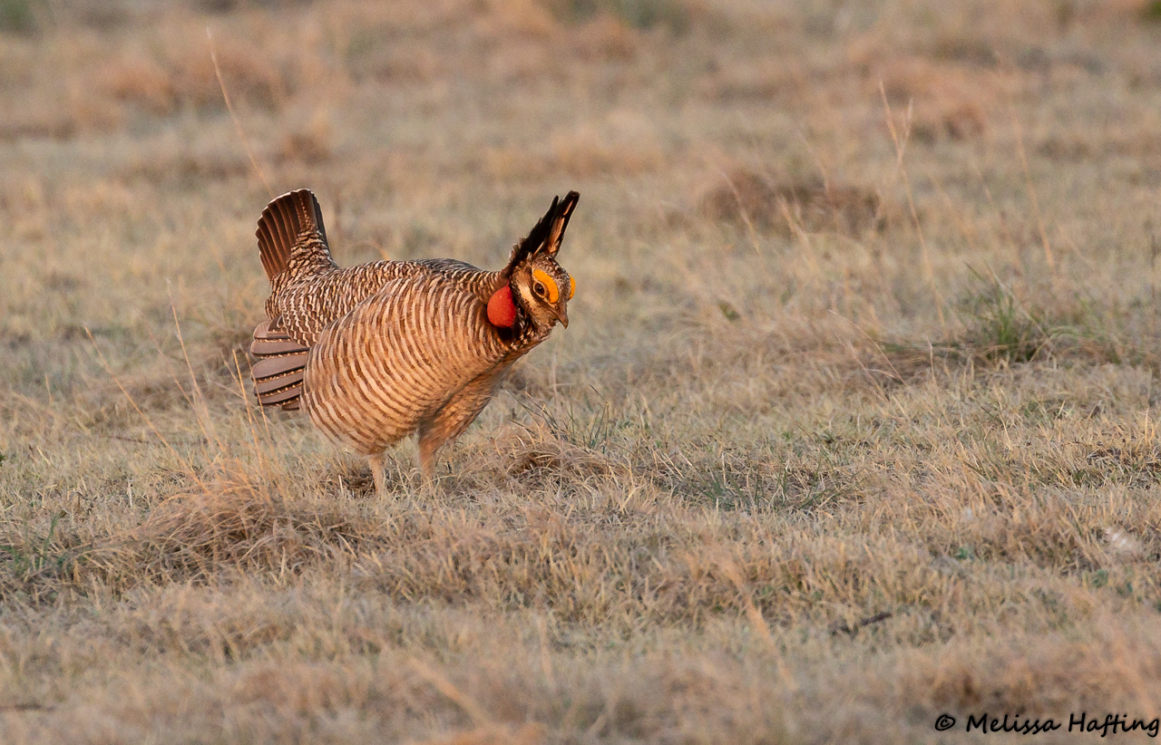 The Unforgettable Colorado and Kansas Chicken Run via WY and NE!