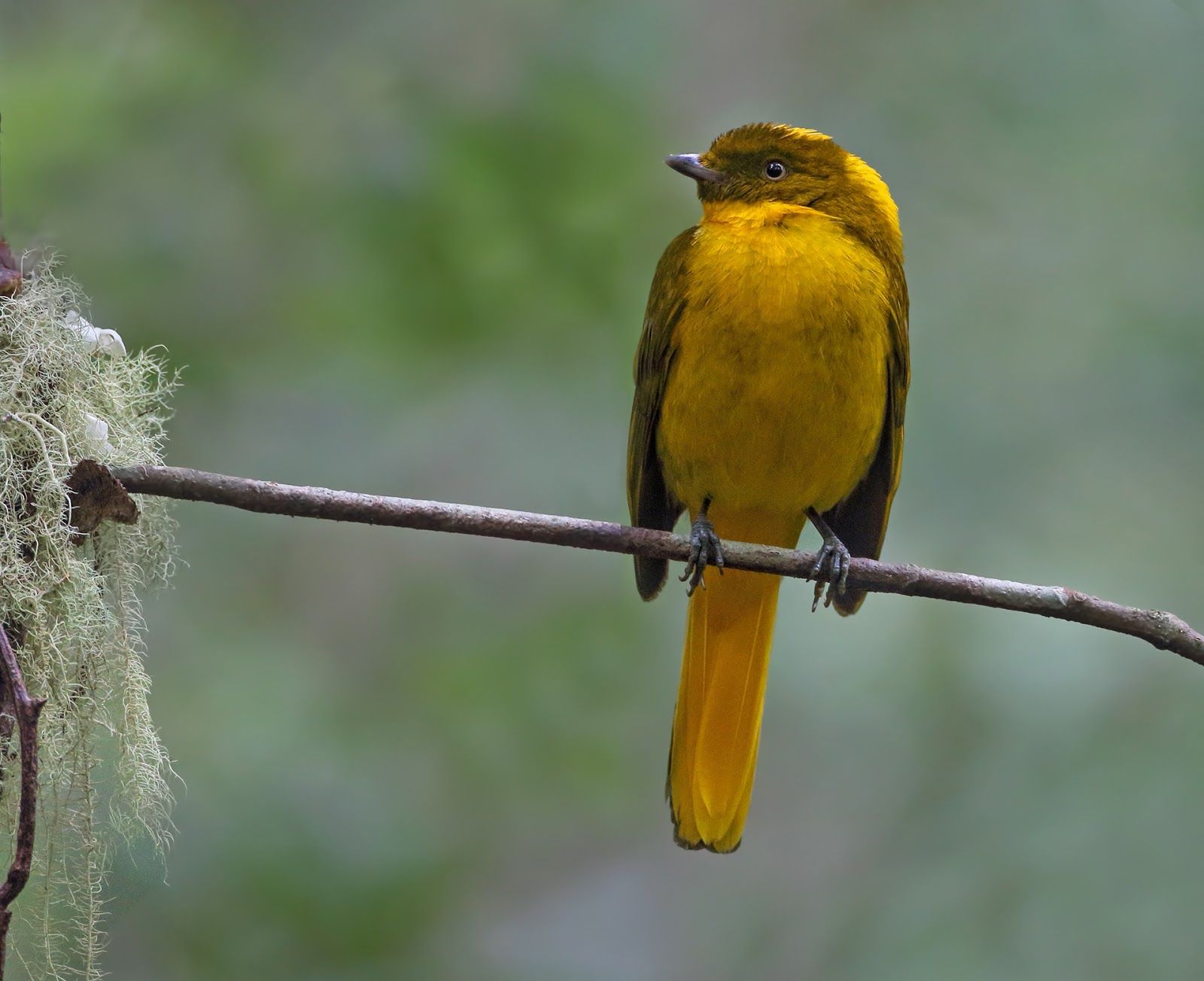 Pertinent perches are paramount