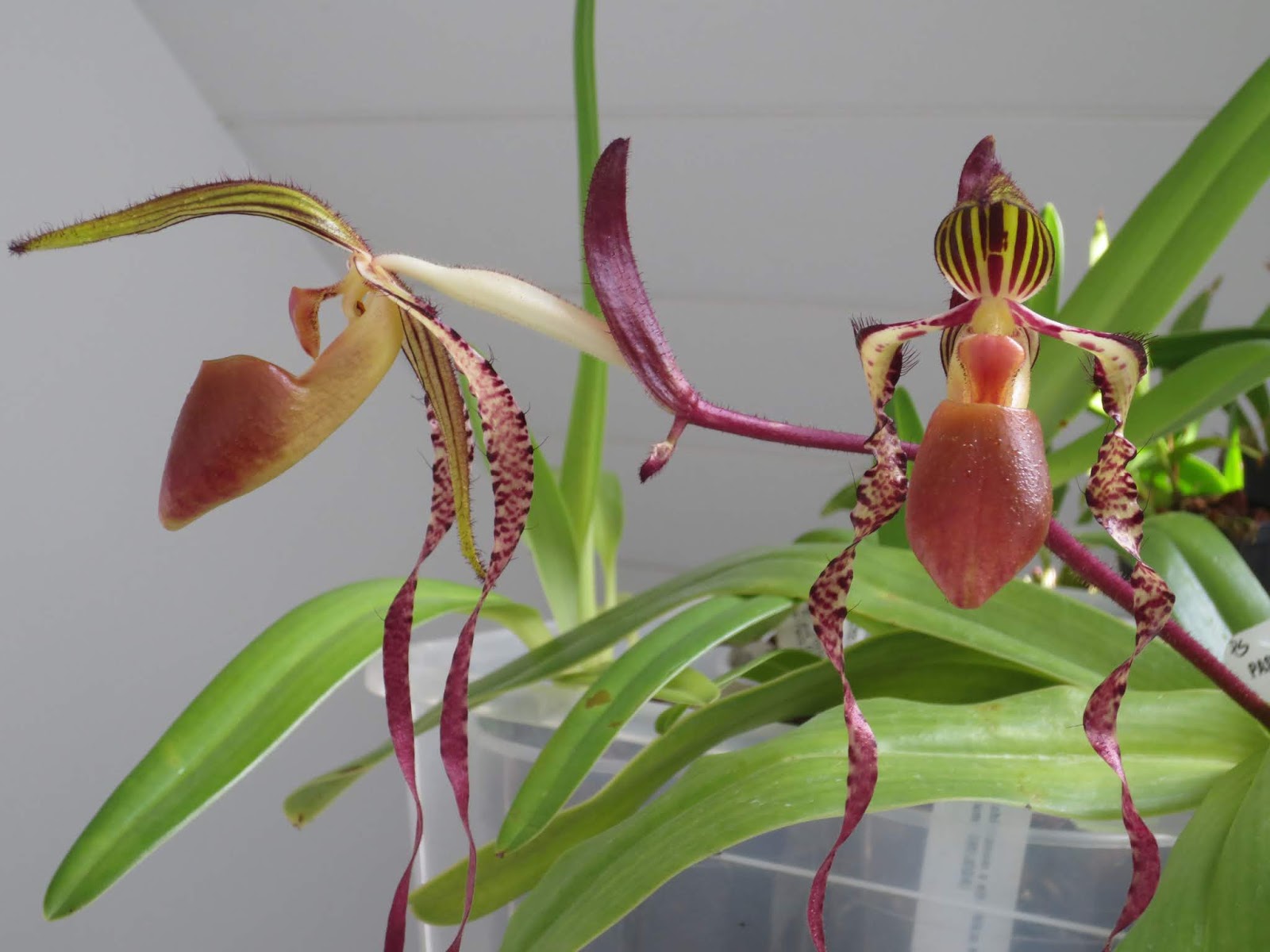 蘭花的故事: Paphiopedilum sanderianum 桑德拖鞋蘭