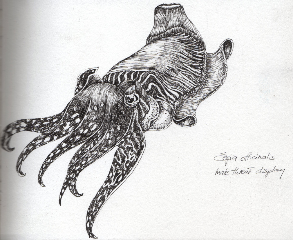 Sketching in Nature: Cephalopods