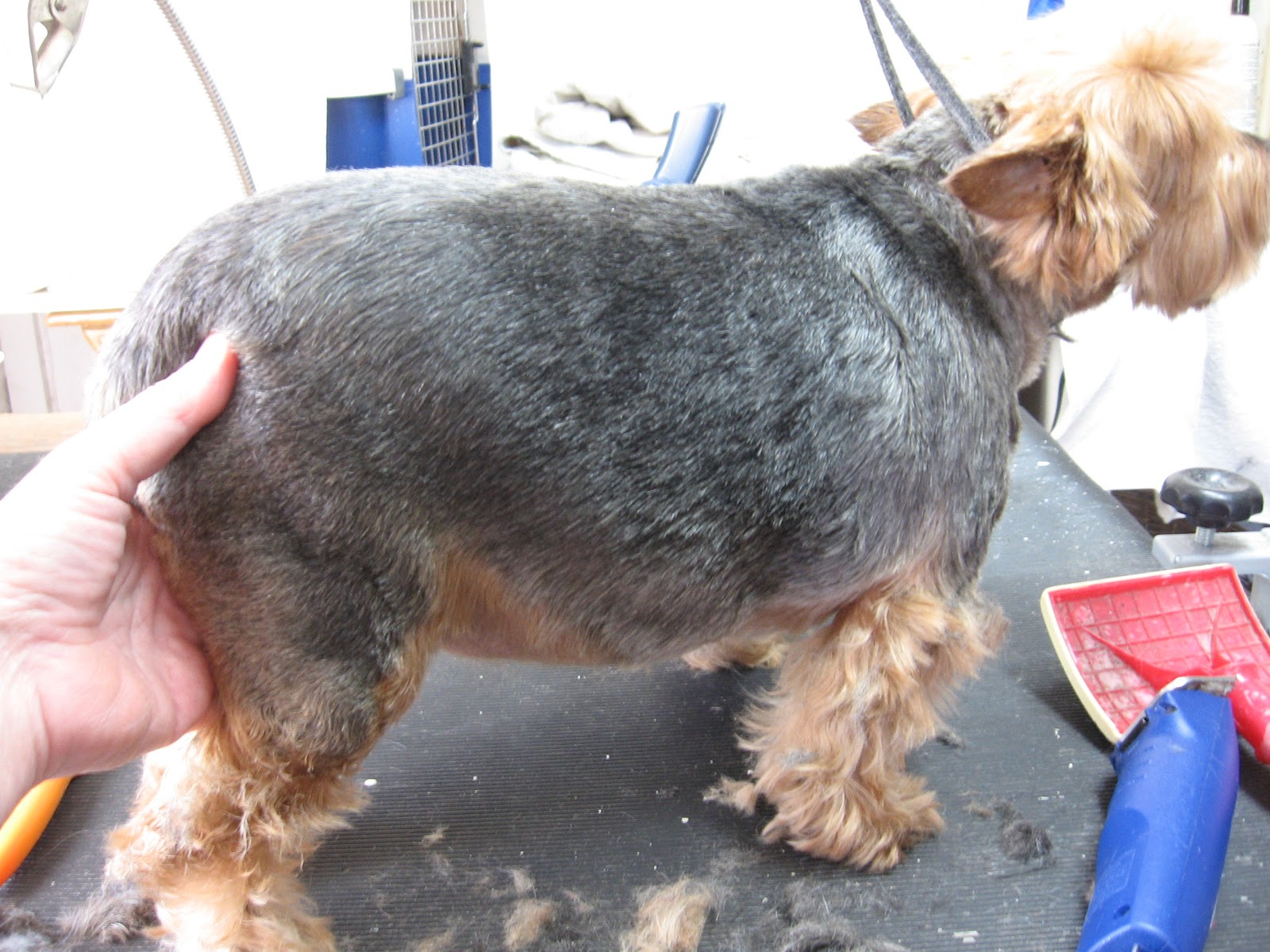 The Fabric of Sweet Repose: Teddybear kennel clip...yorkie...