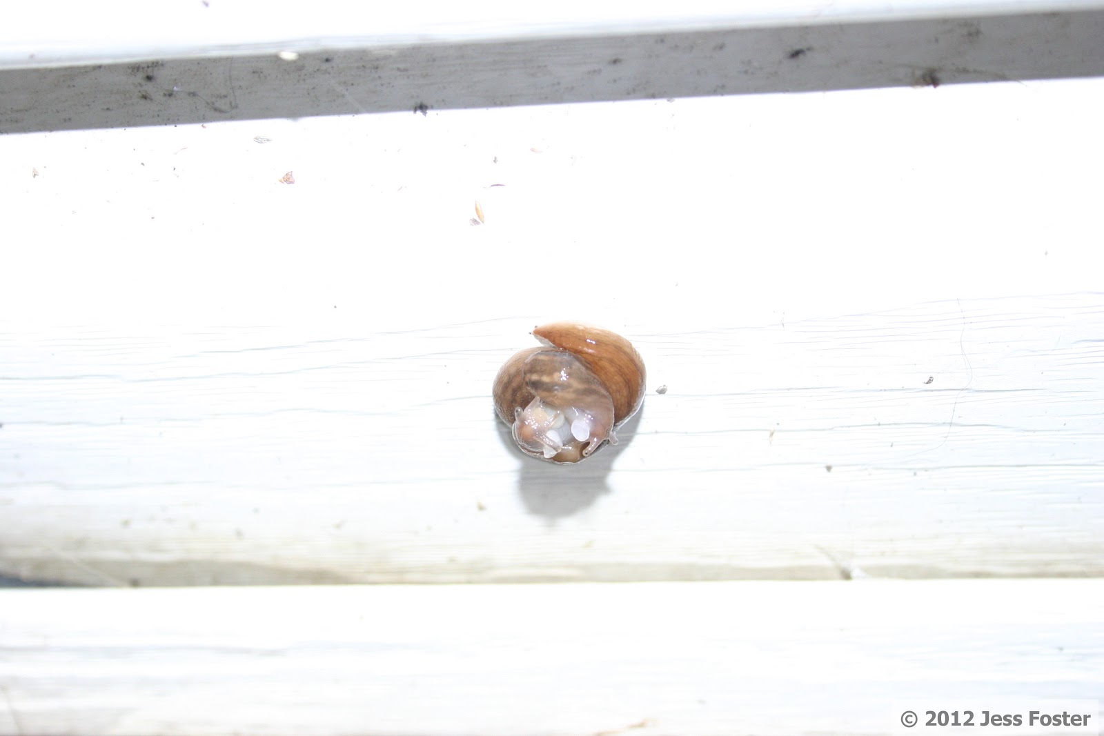 Sluggin' Along: Mating Slugs: Copulation - Penial Appendix - Part 1