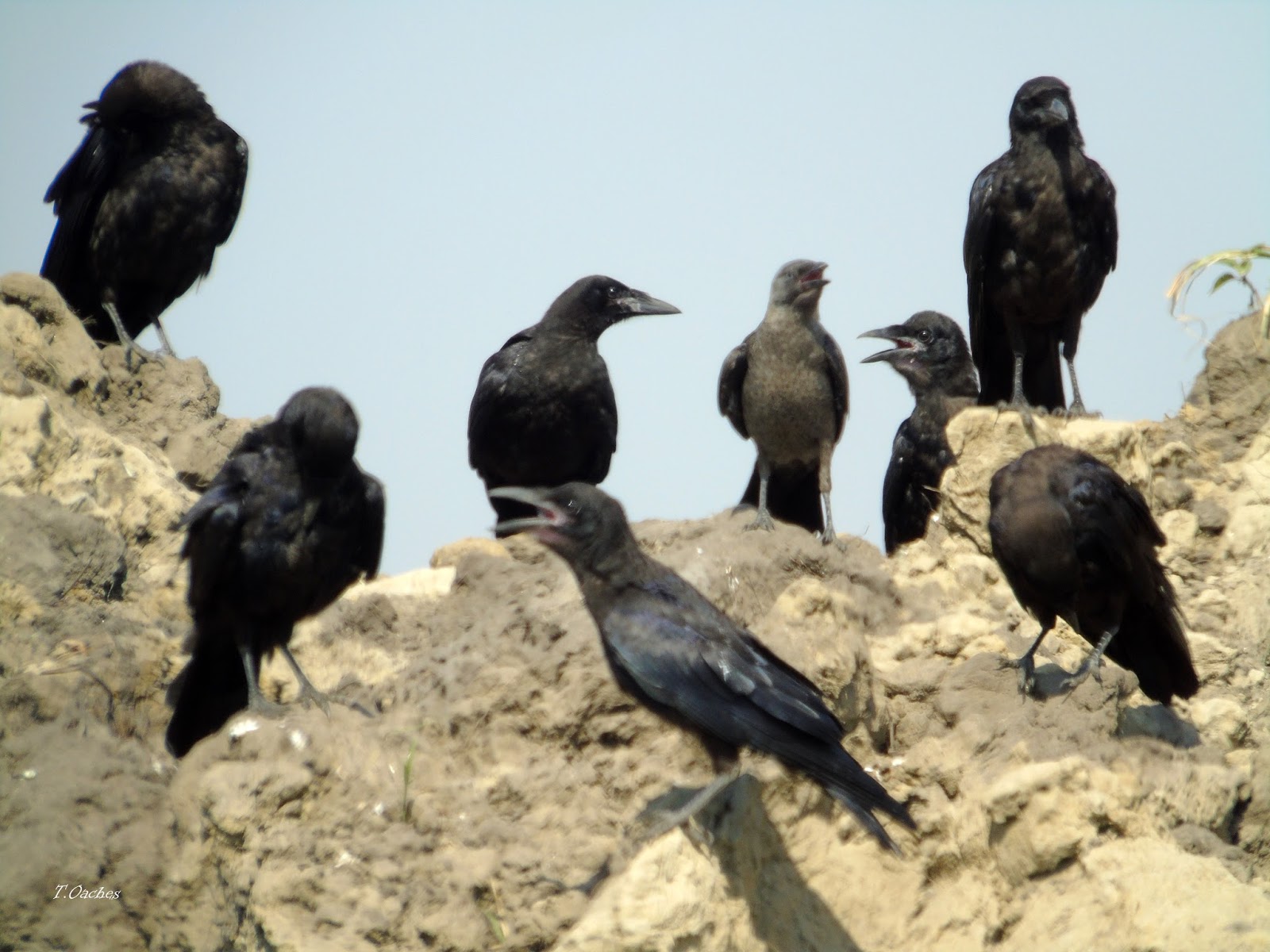 PASARI DIN ROMANIA: CIOARA DE SEMANATURA, Corvus frugilegus