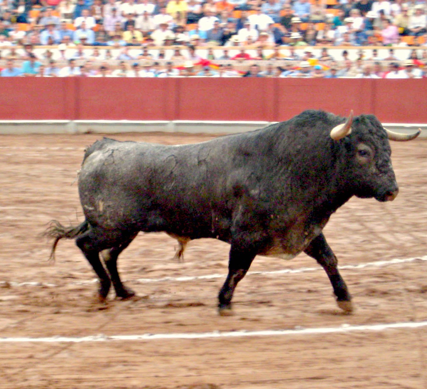 Venezuela de Feria: “MOÑITO” el bravo toro de Victorino