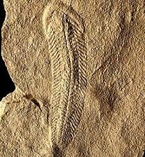 Fossil Adventure: Ediacara, complejidad a toda prueba.