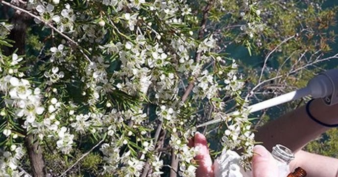 Apitherapy News: Australian Native Leptospermum Spp. Honey Has ...