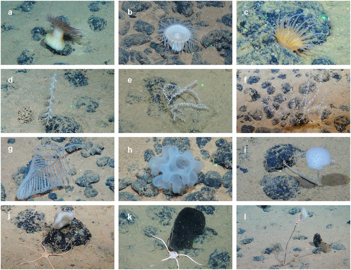 Geocolecionismo: Clarion-Clipperton