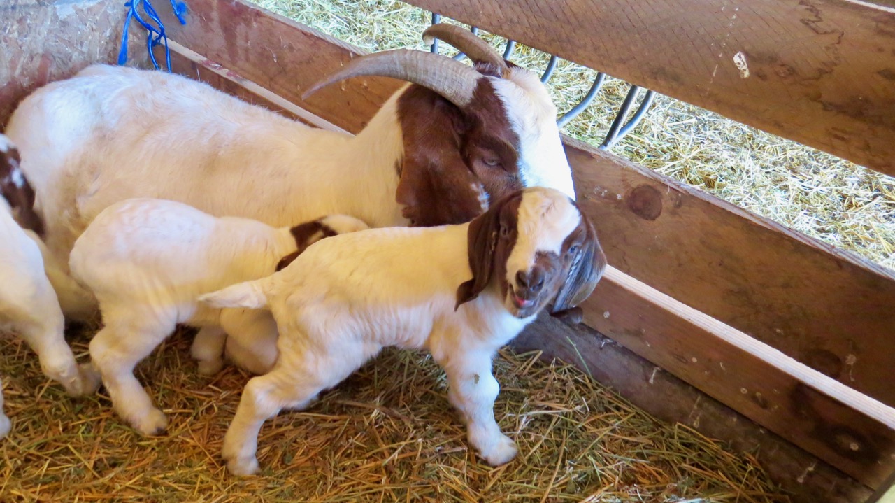 LuAnn Kessi: Baby Goats.....Lucy