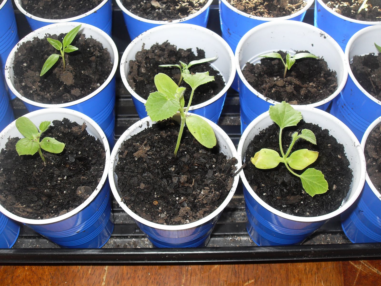 Southern Gardening and Food: Spring has officially sprung