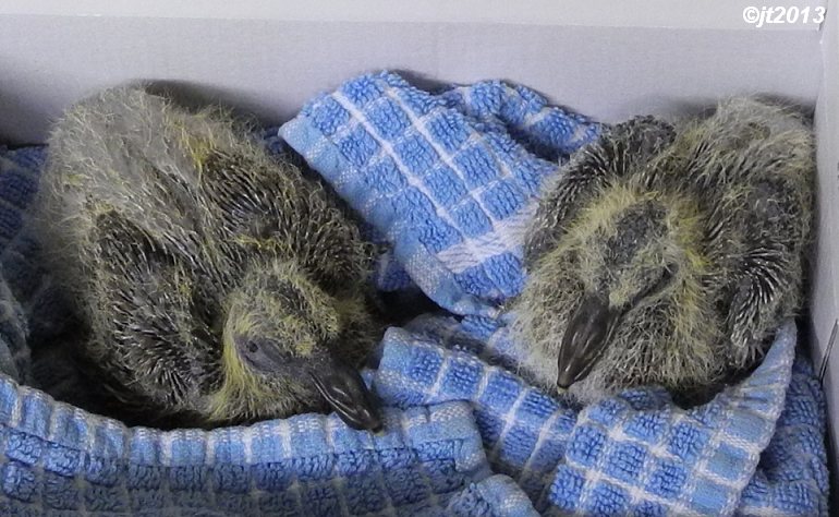 Simply Superb Swans: Displaced Squabs